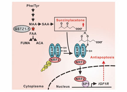 GSTZ1‐1 Deficiency Activates NRF2/IGF1R Axis in HCC via Accumulation of ...