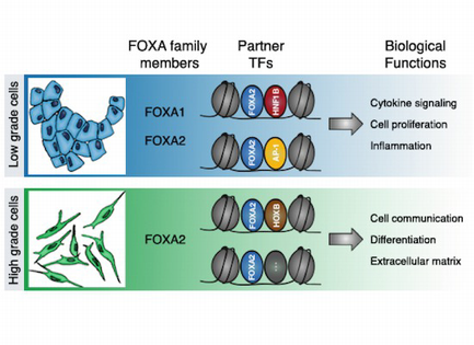 FOXA2 controls the cis‐regulatory networks of pancreatic cancer cells ...