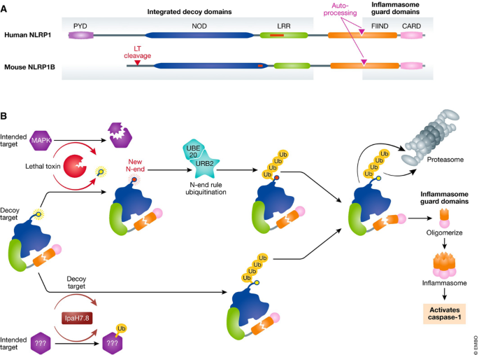 NLRP1 – One NLR to guard them all | The EMBO Journal | Springer Nature Link