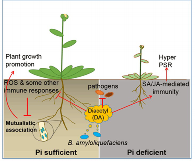Rhizobacterium‐derived diacetyl modulates plant immunity in a phosphate ...
