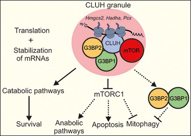 CLUH granules coordinate translation of mitochondrial proteins with ...