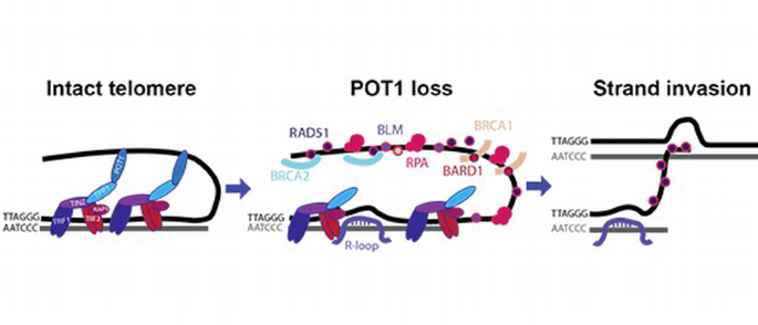 Human shelterin protein POT1 prevents severe telomere instability ...