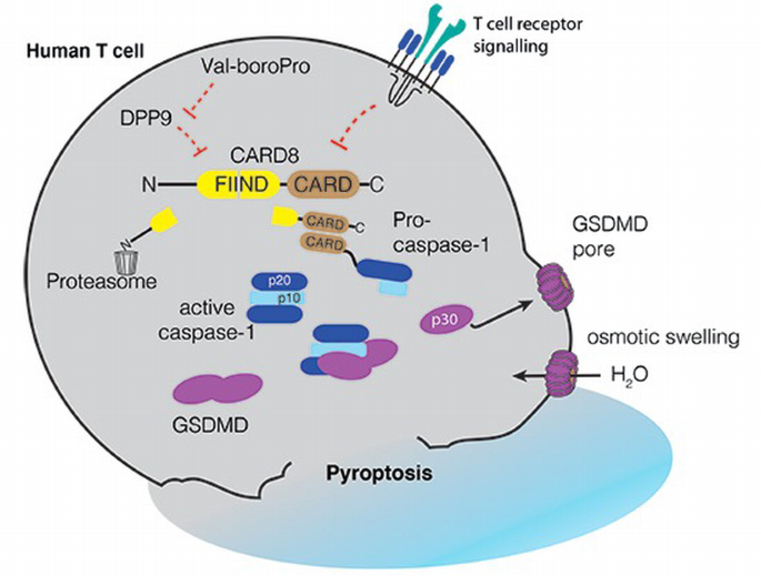 CARD8 inflammasome activation triggers pyroptosis in human T cells ...
