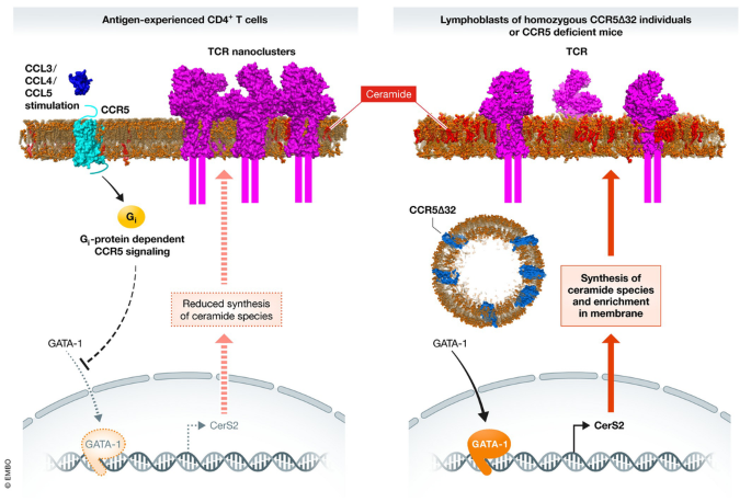 CCR5 deficiency/CCR5Δ32: resistant to HIV infection at the cost of ...