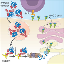 Viral nucleoprotein antibodies activate TRIM21 and induce T cell ...