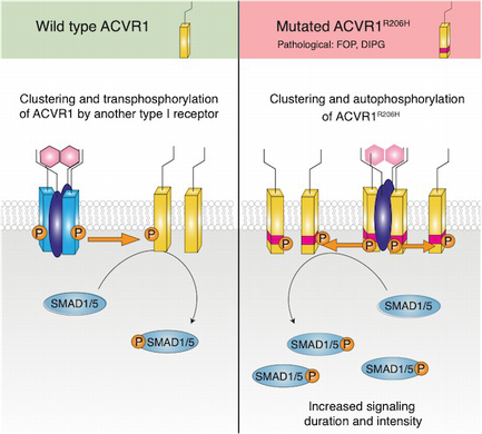Pathogenic ACVR1R206H activation by Activin A‐induced receptor ...