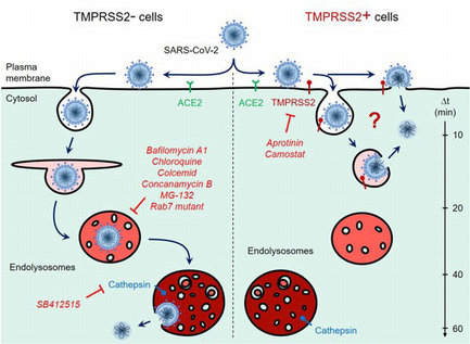 TMPRSS2 expression dictates the entry route used by SARS‐CoV‐2 to ...