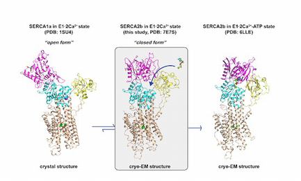 Cryo‐EM analysis provides new mechanistic insight into ATP binding to ...