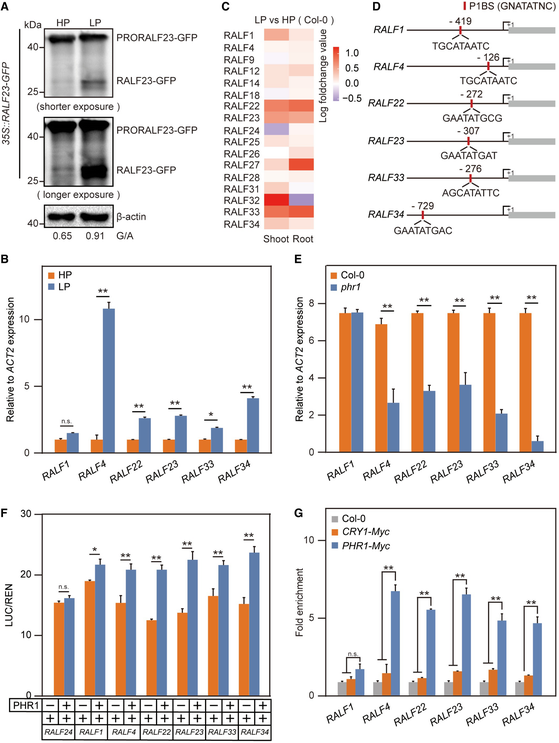Plant immunity suppression via PHR1‐RALF‐FERONIA shapes the root ...