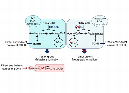 Ketogenic HMG‐CoA lyase and its product β‐hydroxybutyrate promote ...