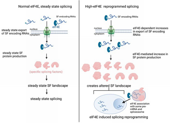 The eukaryotic translation initiation factor eIF4E reprograms ...