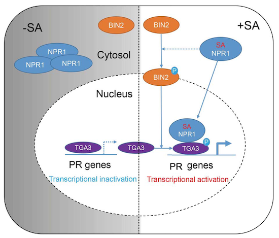 Salicylic acid‐activated BIN2 phosphorylation of TGA3 promotes ...