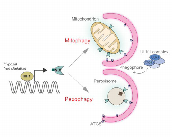 BNIP3L/NIX regulates both mitophagy and pexophagy | The EMBO Journal ...