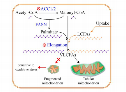 Stearate‐derived very long‐chain fatty acids are indispensable to tumor ...