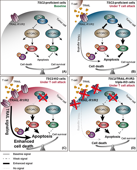 TSC2 regulates tumor susceptibility to TRAIL‐mediated T‐cell killing by ...