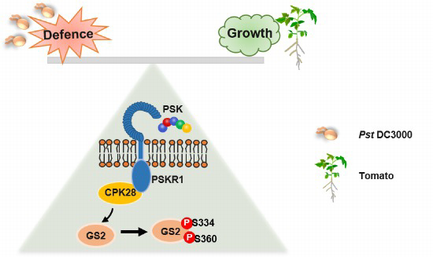 Phytosulfokine peptide optimizes plant growth and defense via glutamine ...