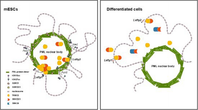 Recruitment of TRIM33 to cell‐context specific PML nuclear bodies ...