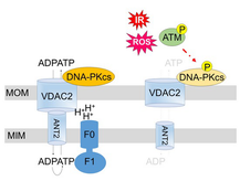 DNA‐PKcs and ATM modulate mitochondrial ADP‐ATP exchange as an ...