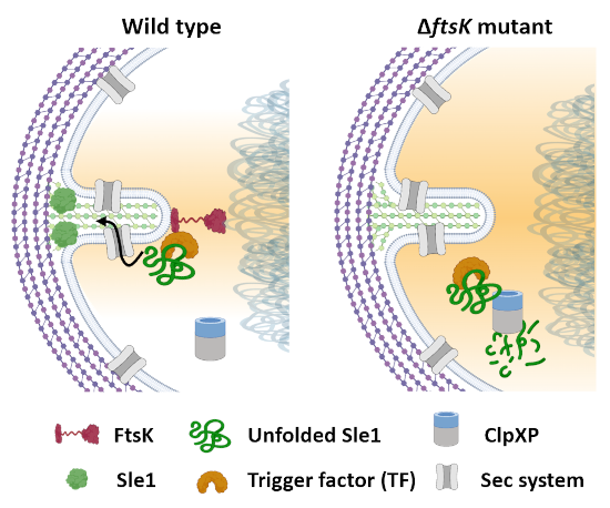 Cell division protein FtsK coordinates bacterial chromosome segregation ...
