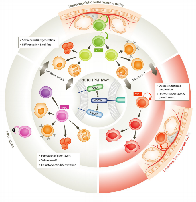 Pleiotropic roles of Notch signaling in normal, malignant, and ...