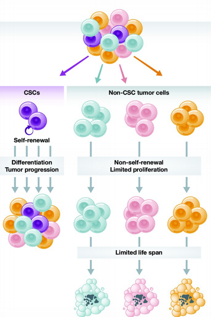 Harnessing the apoptotic programs in cancer stem‐like cells | EMBO ...