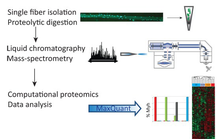 Single muscle fiber proteomics reveals unexpected mitochondrial ...