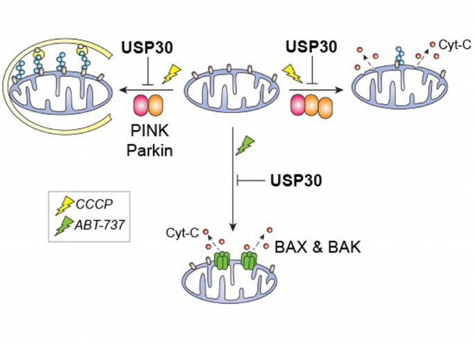 USP30 deubiquitylates mitochondrial Parkin substrates and restricts ...