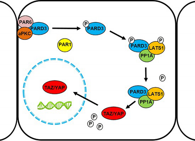 PARD3 induces TAZ activation and cell growth by promoting LATS1 and PP1 ...