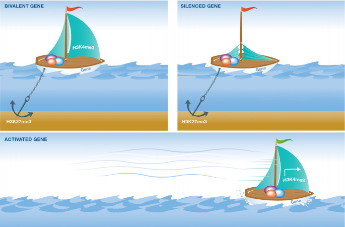 Chromatin remodeling and bivalent histone modifications in embryonic ...