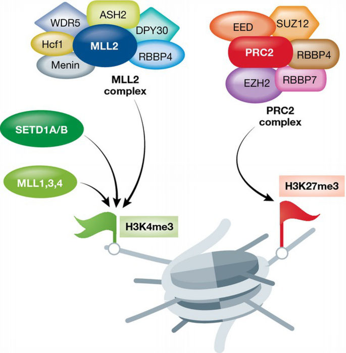 Chromatin remodeling and bivalent histone modifications in embryonic ...