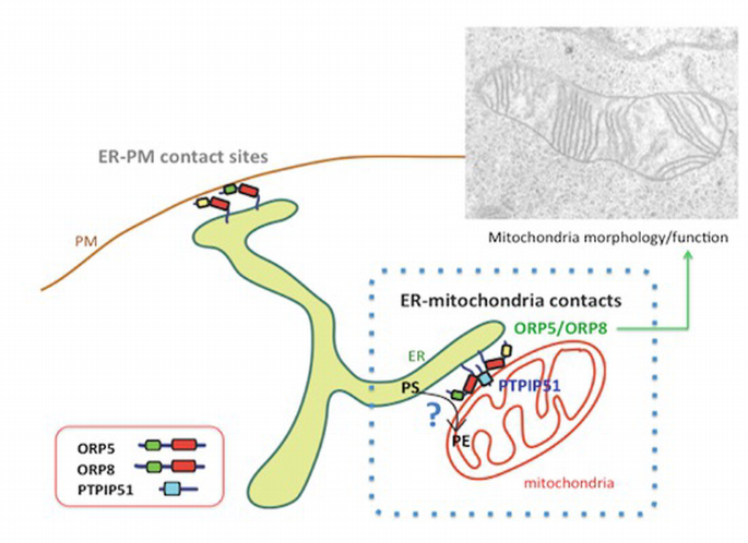 ORP5/ORP8 localize to endoplasmic reticulum–mitochondria contacts and ...
