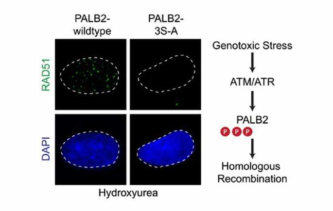 ATM/ATR‐mediated phosphorylation of PALB2 promotes RAD51 function ...