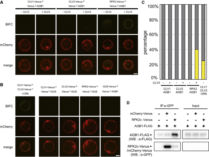 Erratum To: Heterotrimeric G proteins control stem cell proliferation ...