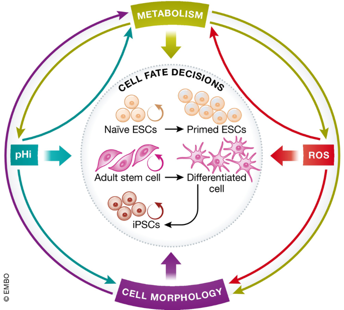 Cell fate decisions: emerging roles for metabolic signals and cell ...