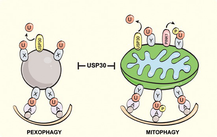 Dual role of USP30 in controlling basal pexophagy and mitophagy | EMBO ...