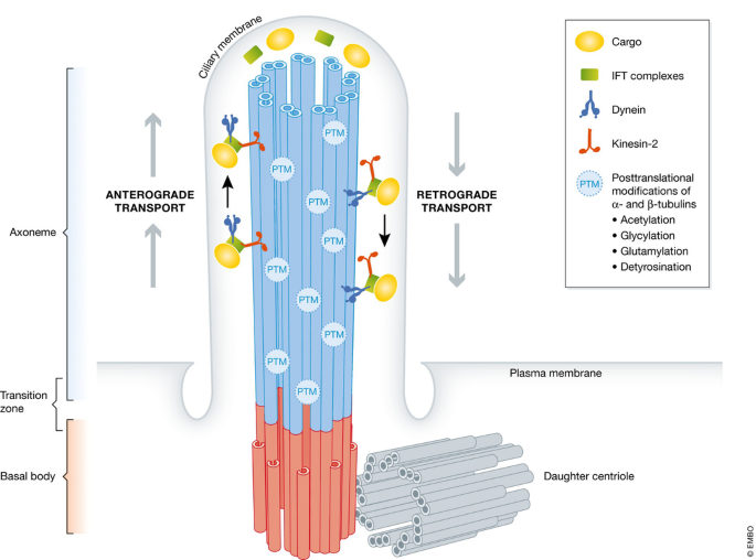 Mixed signals from the cell's antennae: primary cilia in cancer | EMBO ...