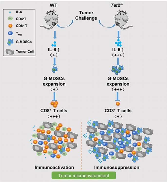 TET2 promotes anti‐tumor immunity by governing G‐MDSCs and CD8+ T‐cell ...
