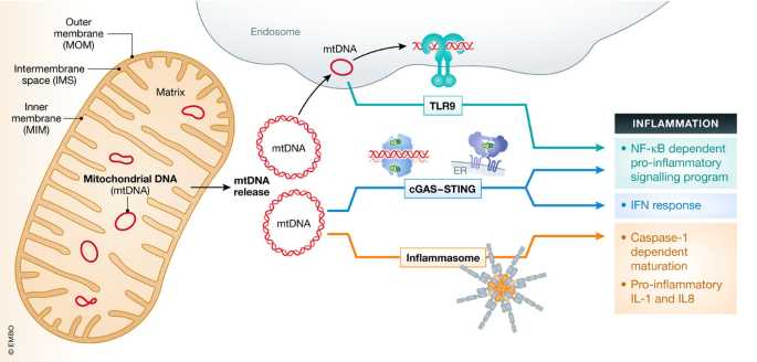 Mitochondrial DNA in inflammation and immunity | EMBO Reports