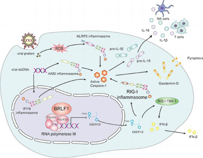 BRLF1 suppresses RNA Pol III-mediated RIG-I inflammasome activation in ...