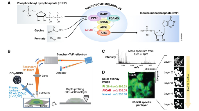 Resolving the metabolon: is the proof in the metabolite? | EMBO Reports ...