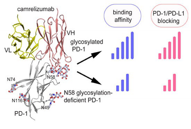 N‐glycosylation of PD‐1 promotes binding of camrelizumab | EMBO Reports ...