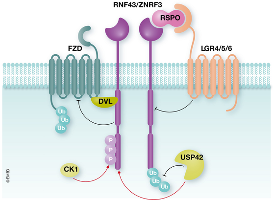 Ub and Dub of RNF43/ZNRF3 in the WNT signalling pathway | EMBO Reports ...