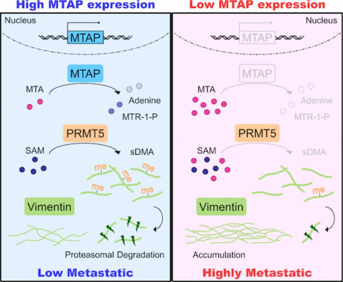 Reduced symmetric dimethylation stabilizes vimentin and promotes ...
