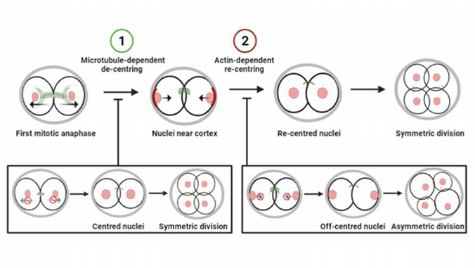 Two‐step nuclear centring by competing microtubule‐ and actin‐based ...