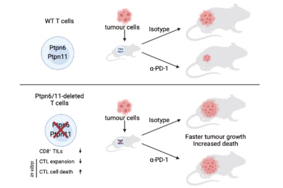 Concomitant deletion of Ptpn6 and Ptpn11 in T cells fails to improve ...
