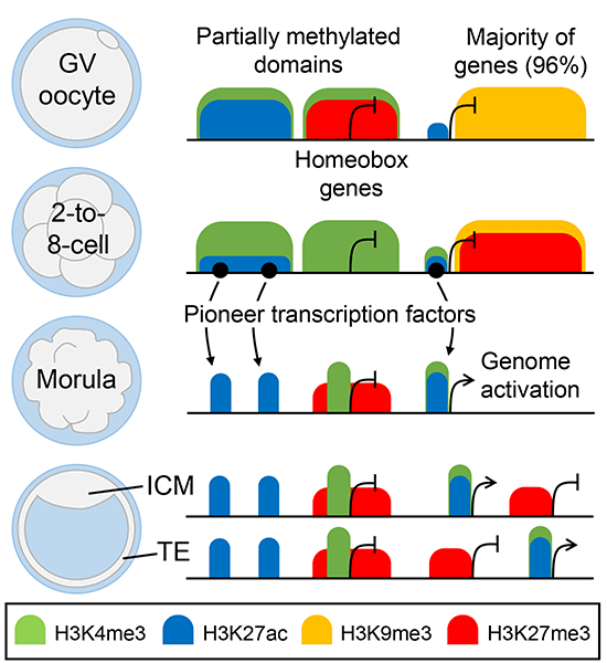 Histone remodeling reflects conserved mechanisms of bovine and human ...