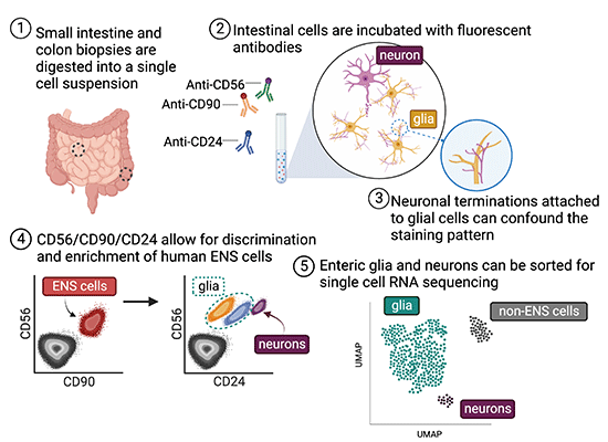 A combinatorial panel for flow cytometry‐based isolation of enteric ...