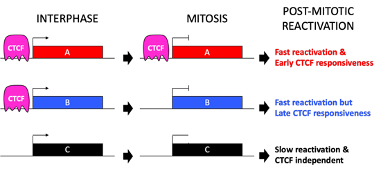 A gene subset requires CTCF bookmarking during the fast post‐mitotic ...