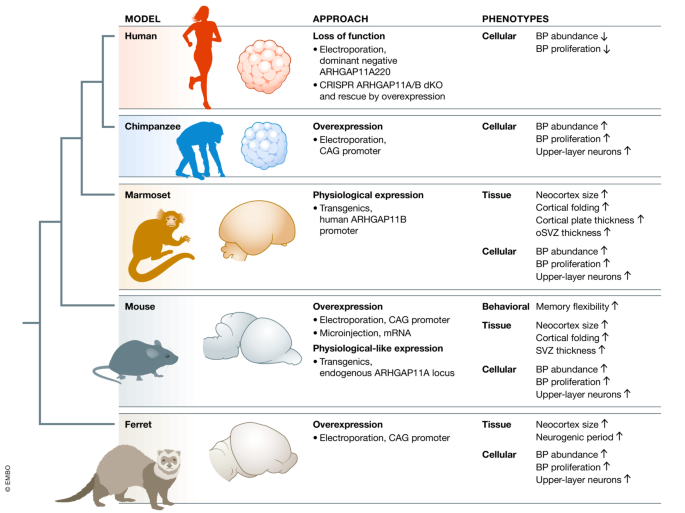 Filling an ARHGAP in our knowledge of human brain evolution | EMBO ...