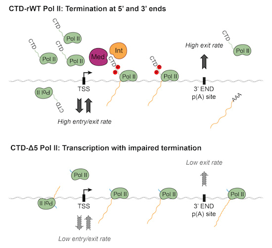RNA polymerase II CTD is dispensable for transcription and required for ...